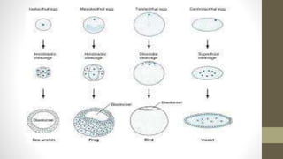 Basic dev bio 2 | PPTX