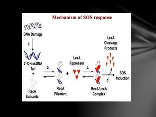 BASIC DNA REPAIR MECHANISMS.pptx