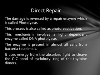 BASIC DNA REPAIR MECHANISMS.pptx