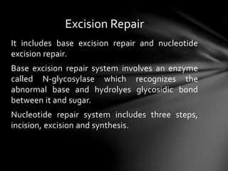 BASIC DNA REPAIR MECHANISMS.pptx