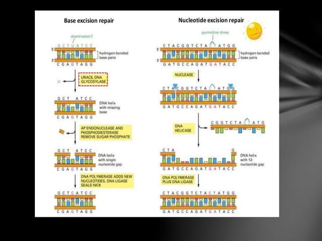 BASIC DNA REPAIR MECHANISMS.pptx