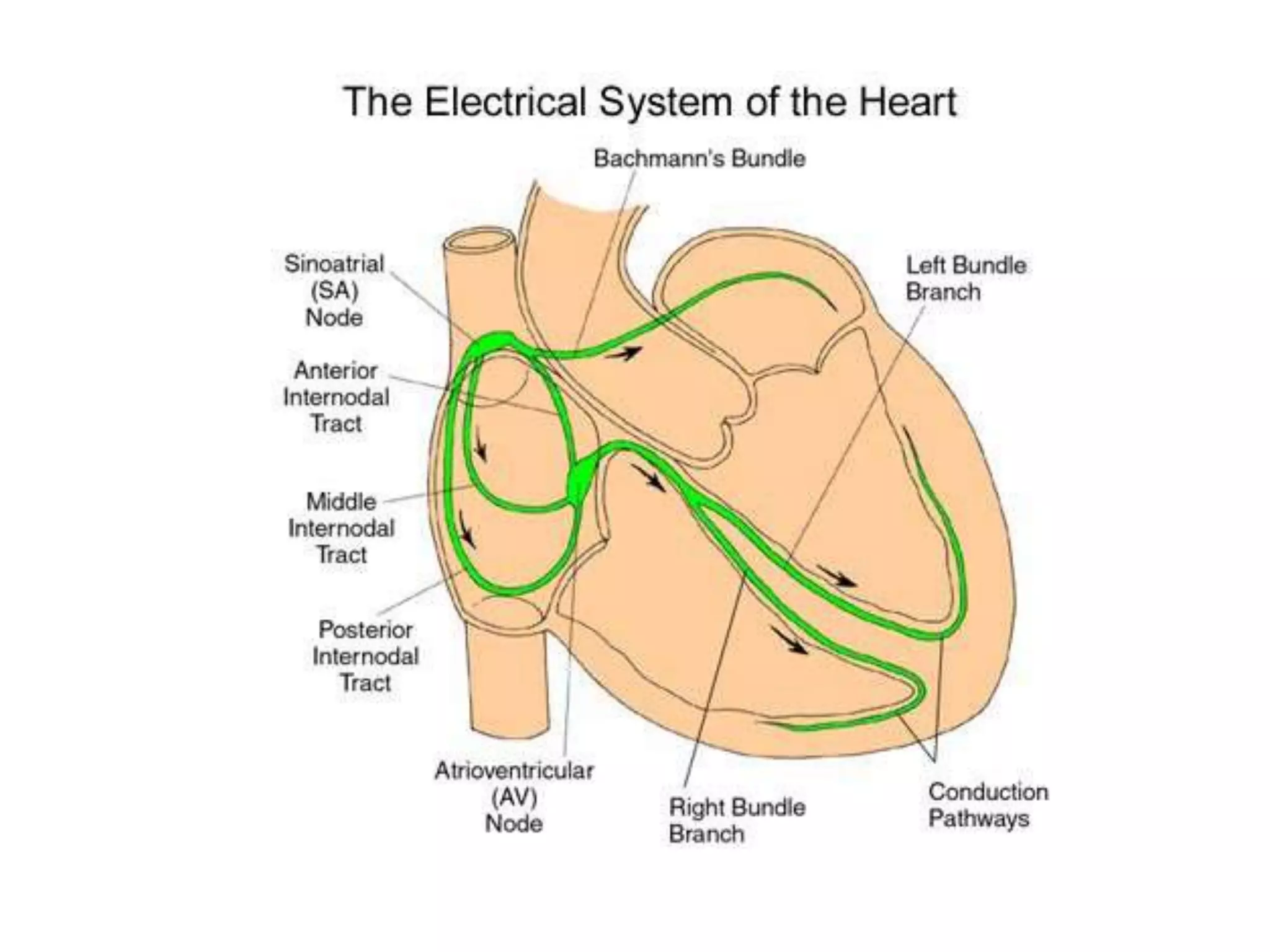 Basic ecg | PPT