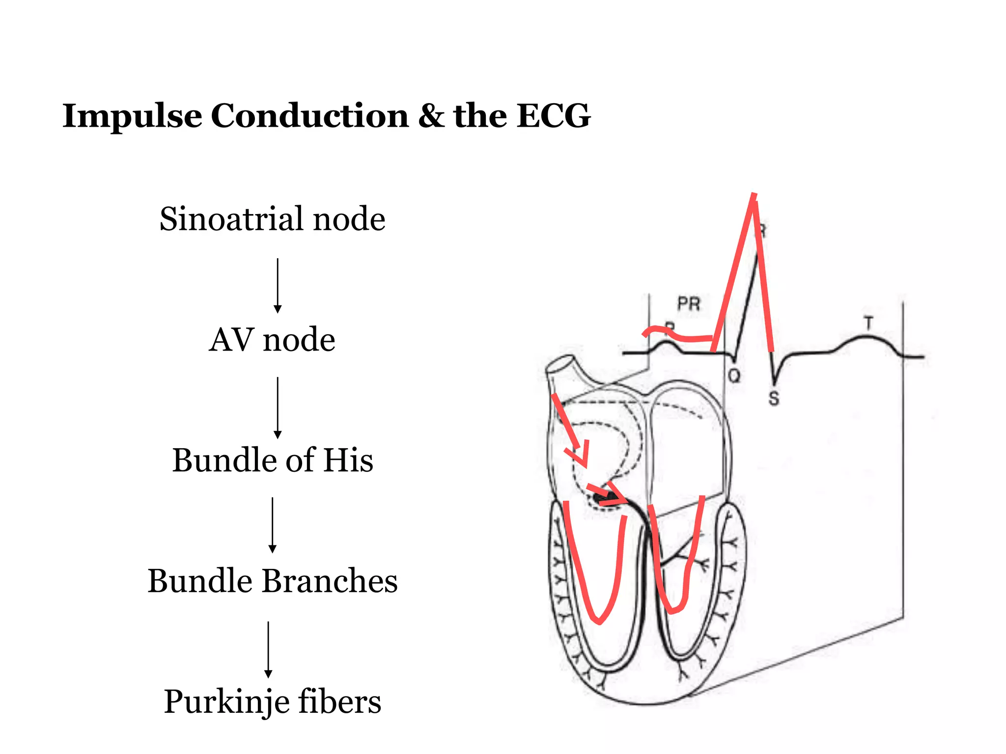 Basic ecg | PPT