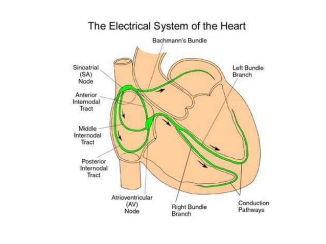 Basic ecg | PPT