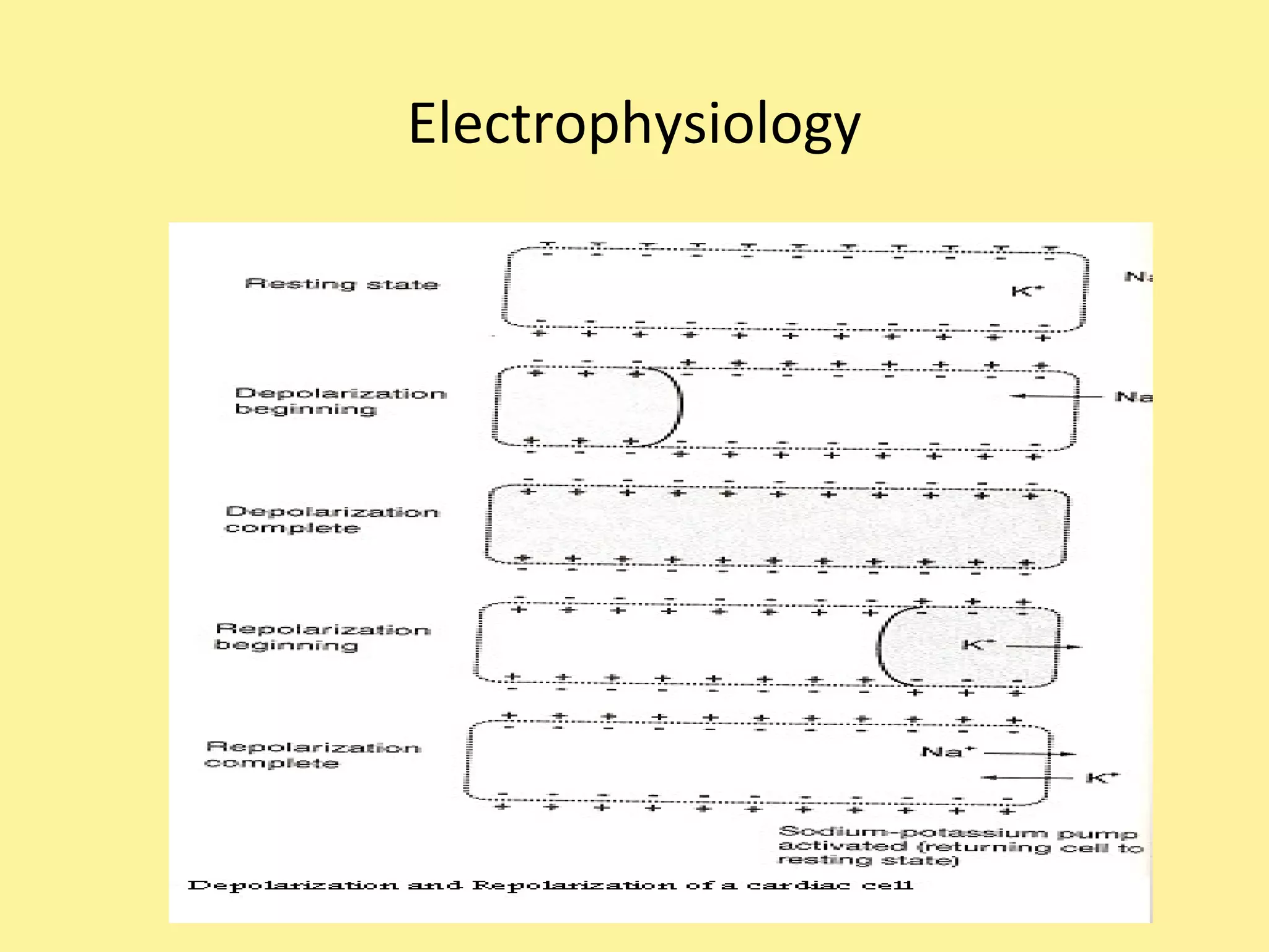 Basic ECG | PPT