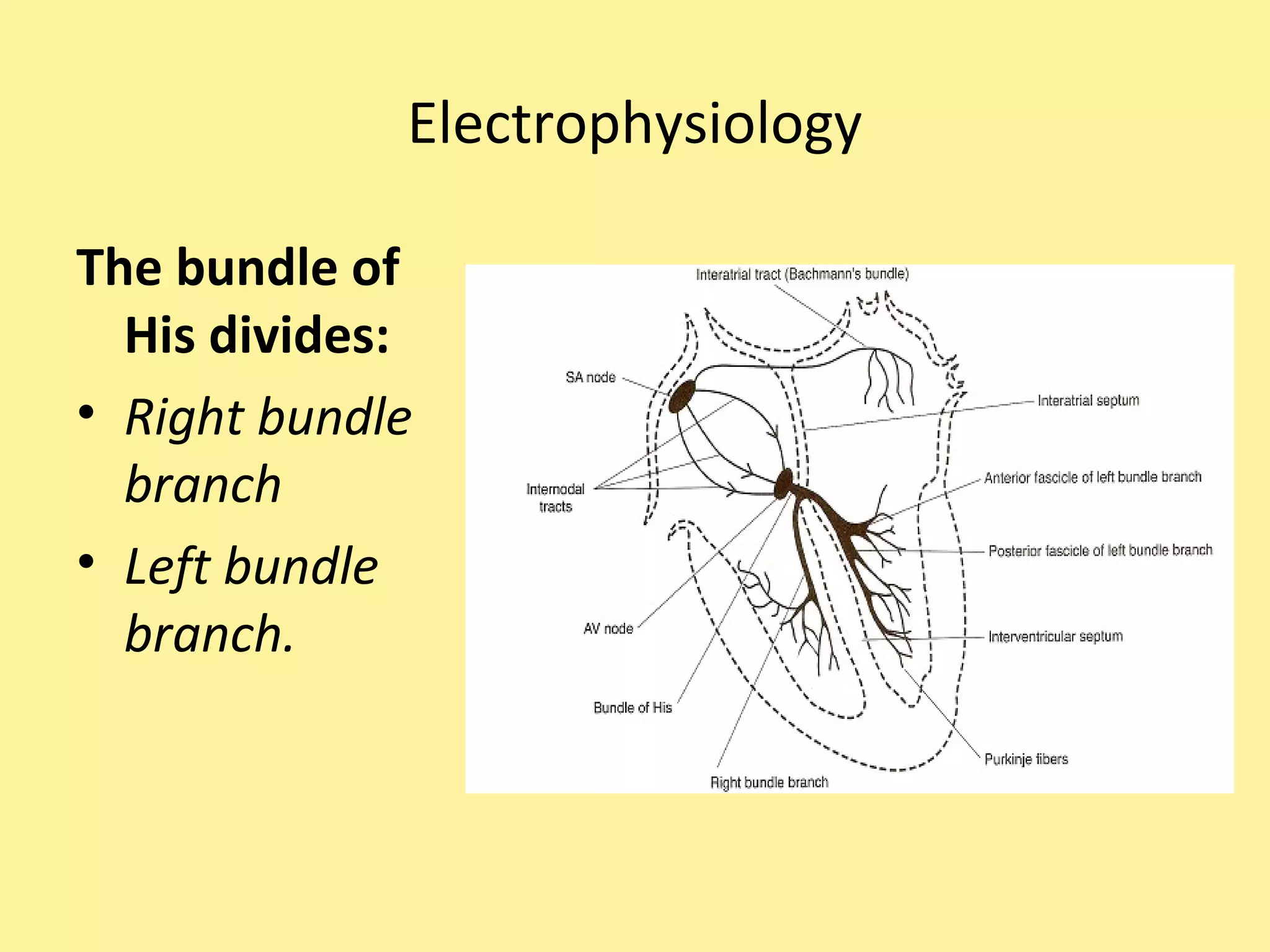 Basic ECG | PPT