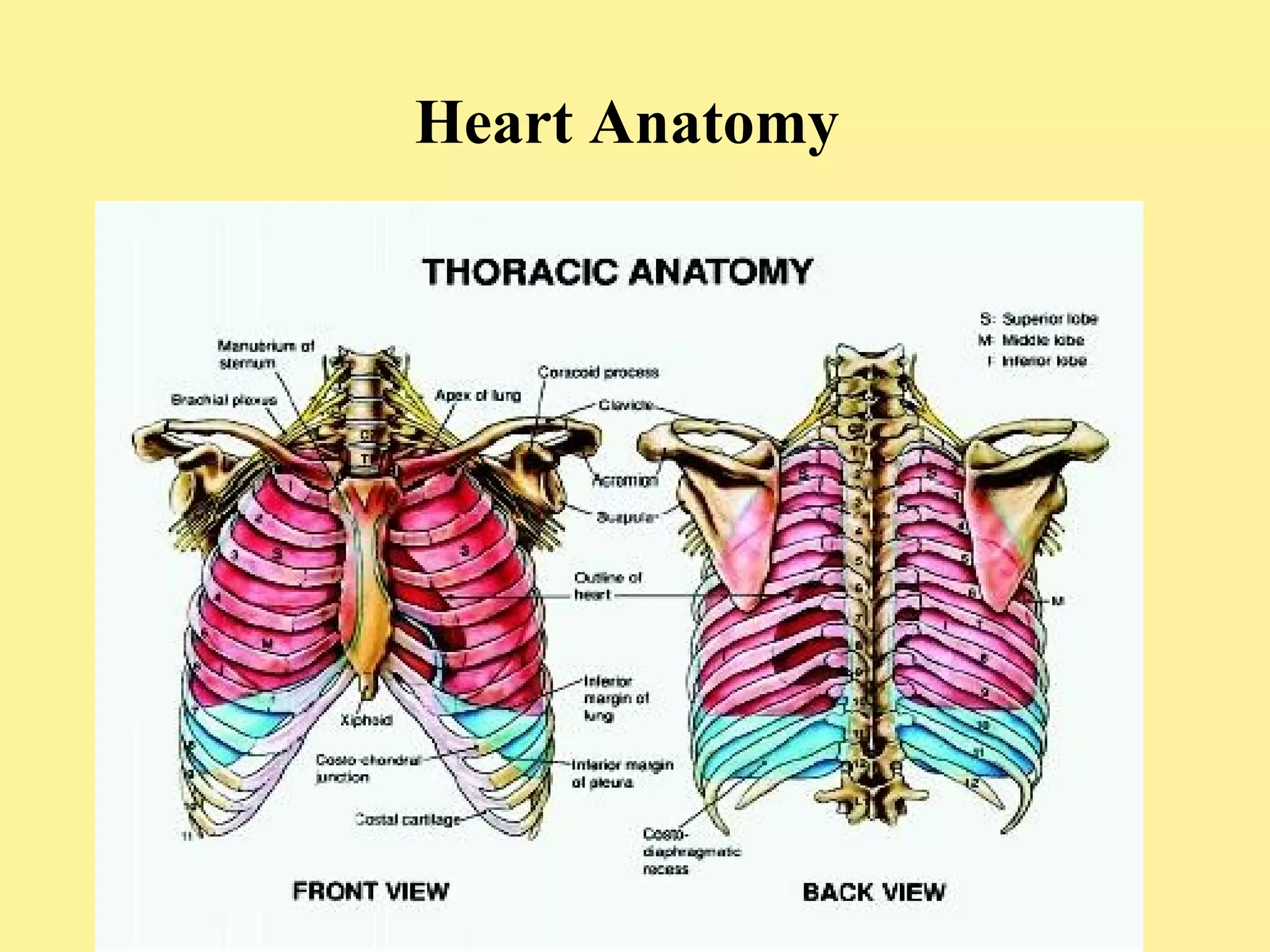 Basic ECG | PPT