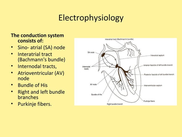 Basic ECG | PPT