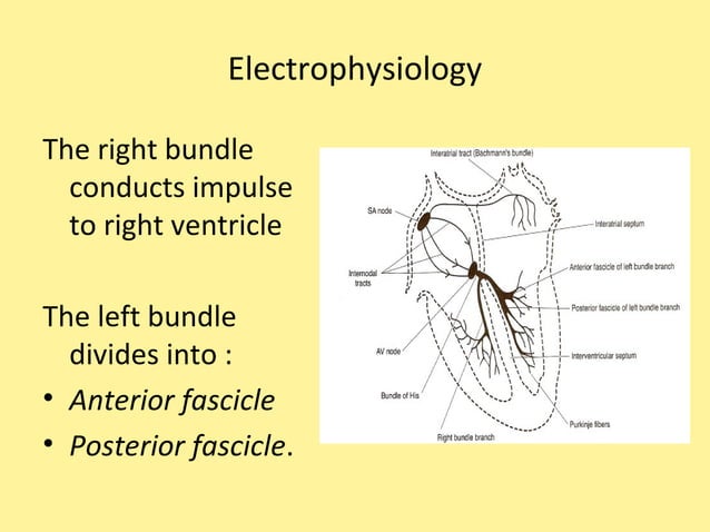 Basic ECG | PPT