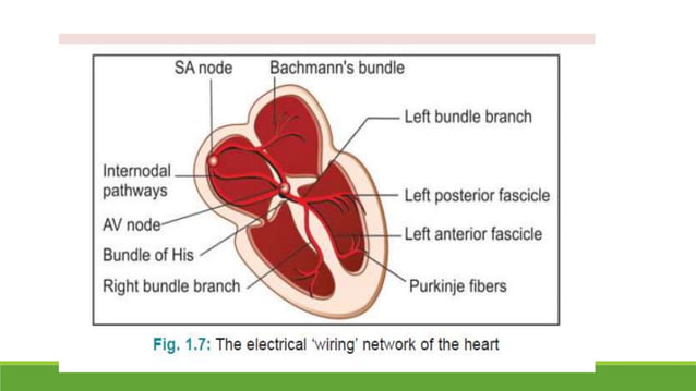 Basic ecg | PPTX