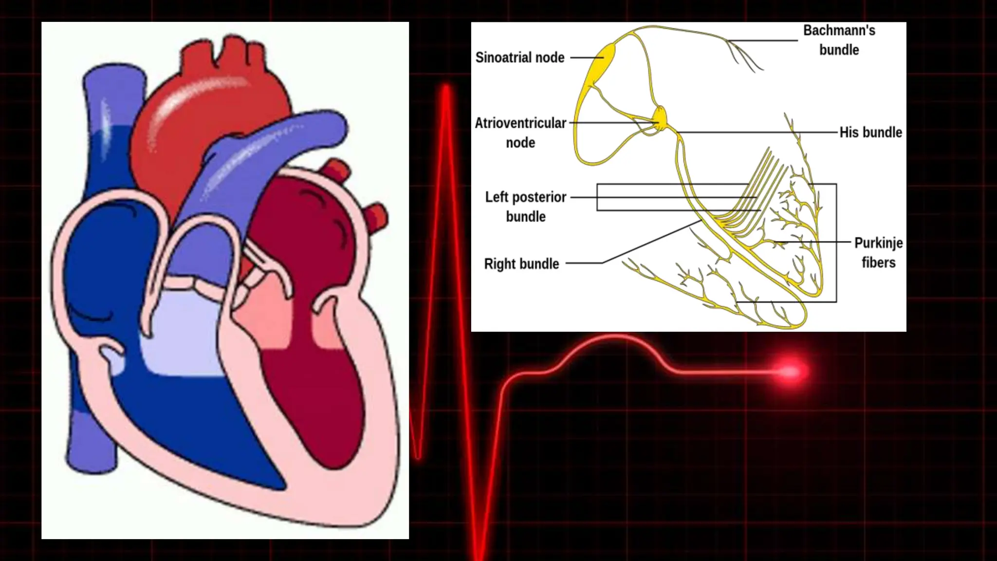 BASIC ECG INTERPRETATION.pptx