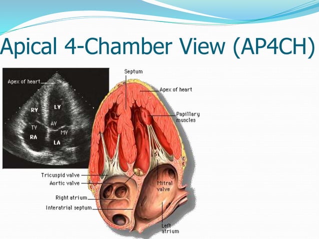 Basic echocardiography | PPTX