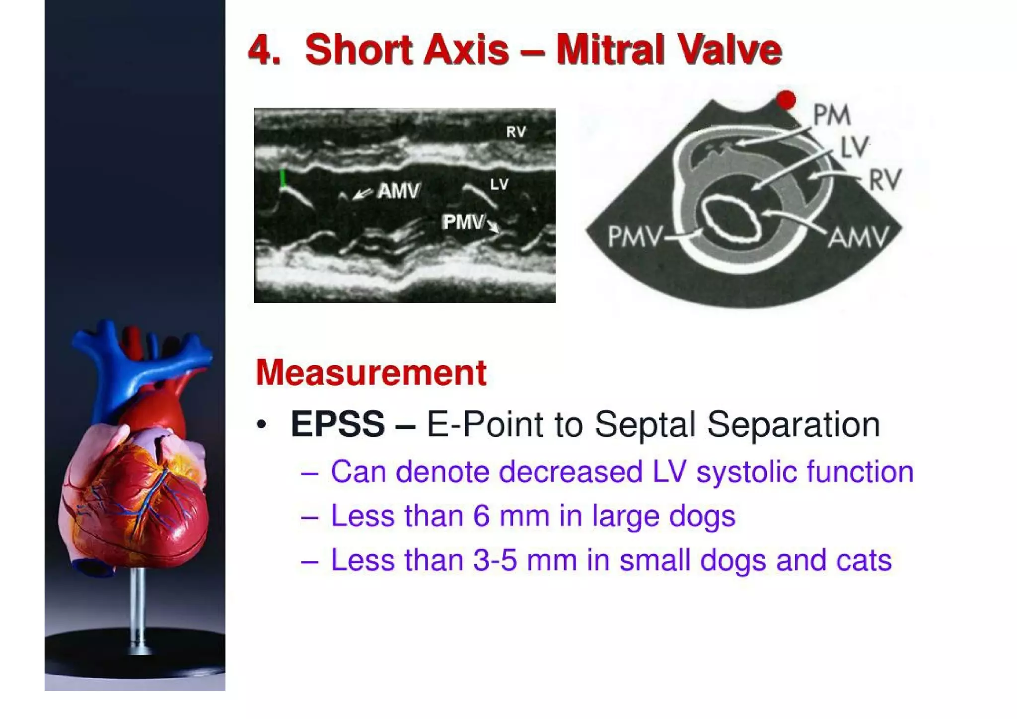 Basic Echocardiography | PDF