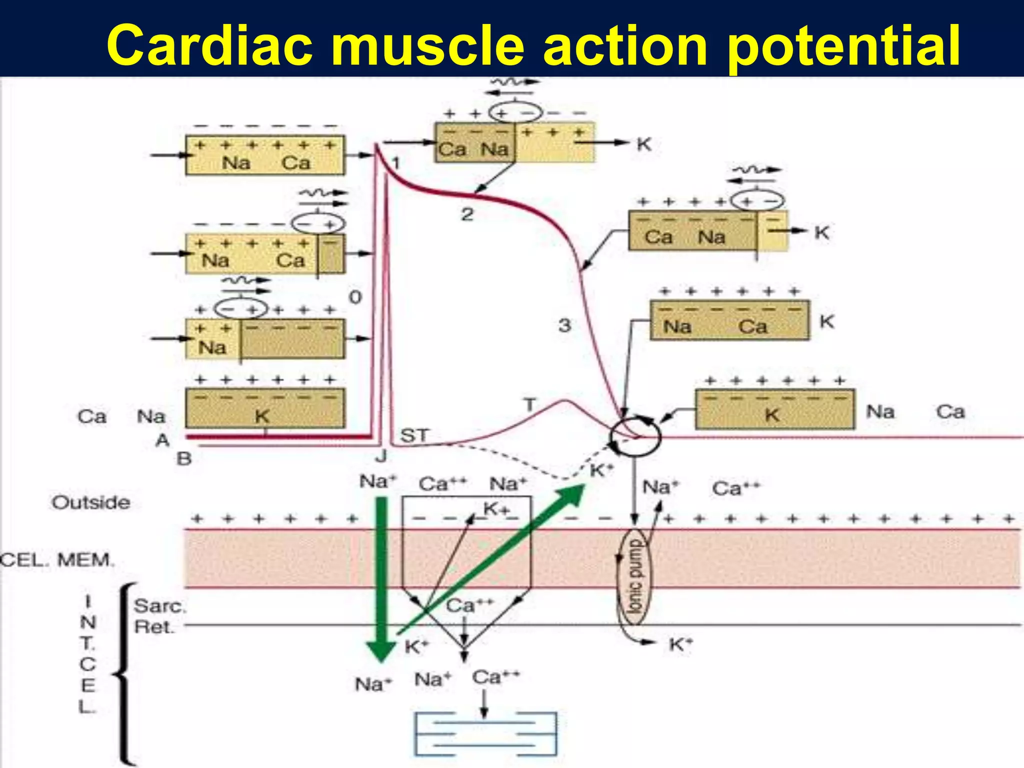 Basic electrocardiography and Beyond | PPTX