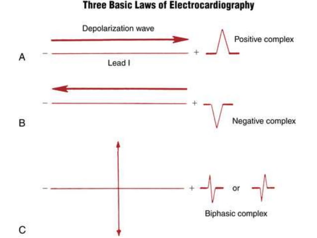 Basic electrocardiography and Beyond | PPT