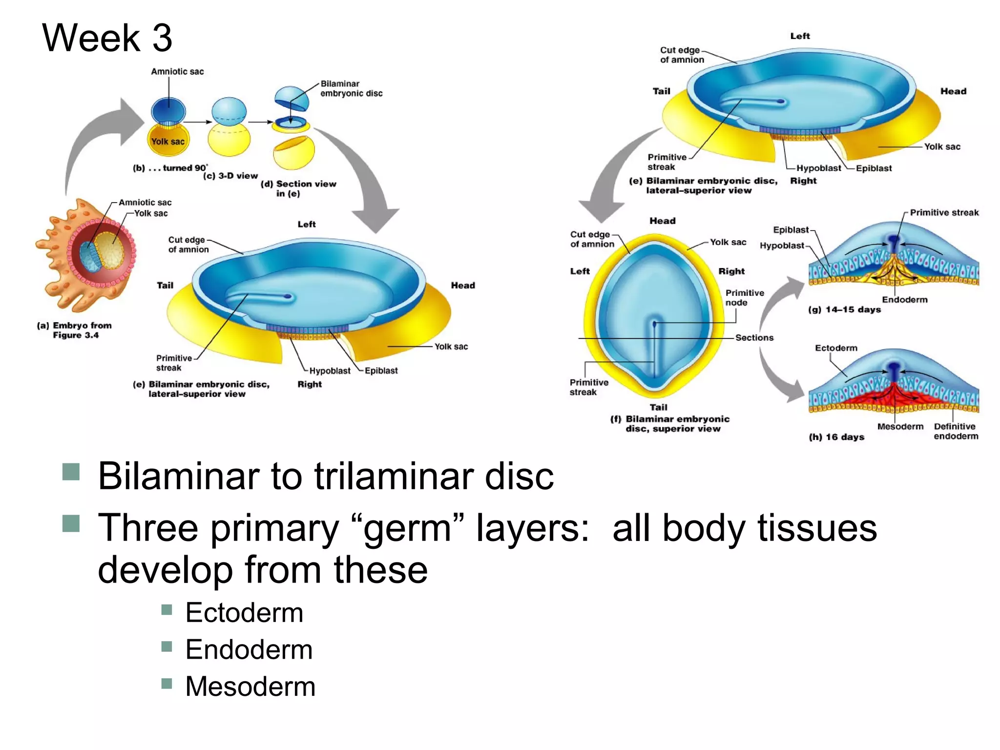 Basic embryology | PPT
