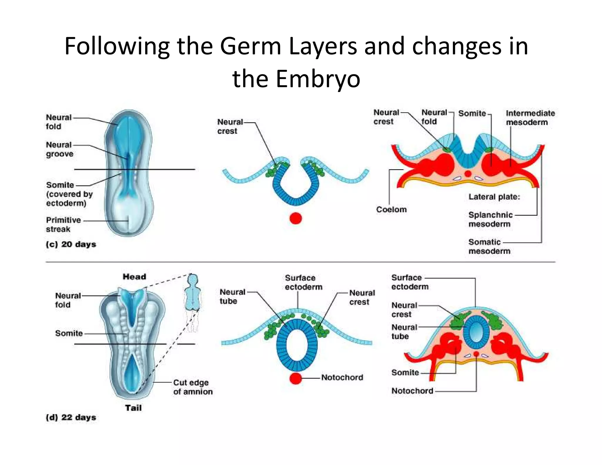 Basic_Embryology.pdf