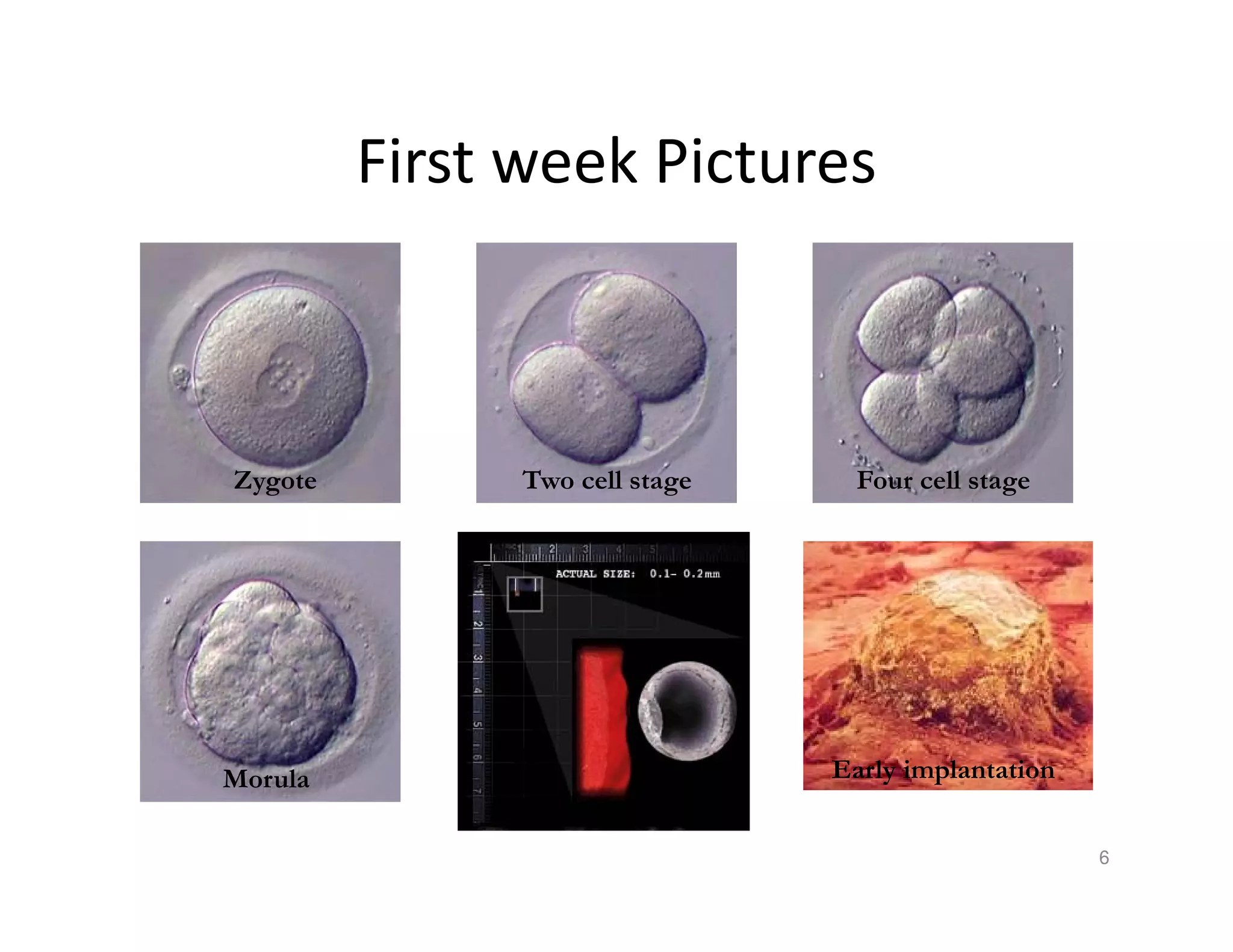 Basic_Embryology.pdf