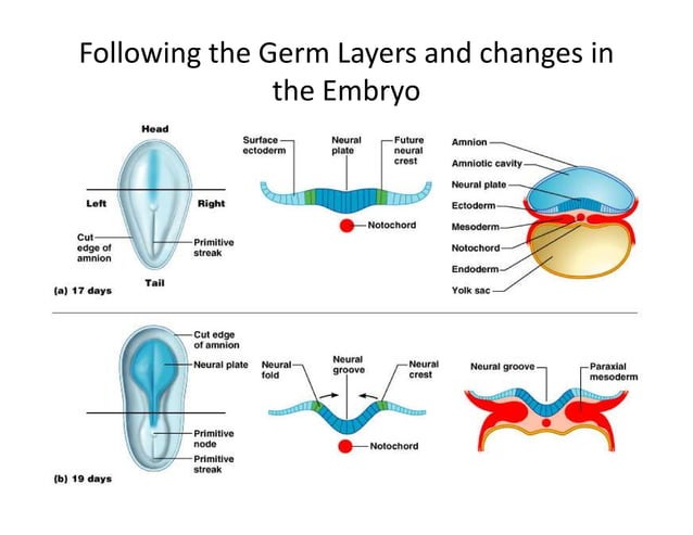 Basic_Embryology.pdf