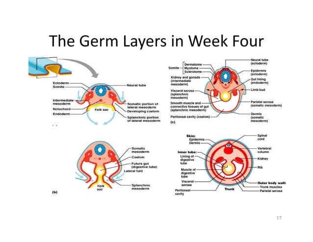 Basic_Embryology.pdf