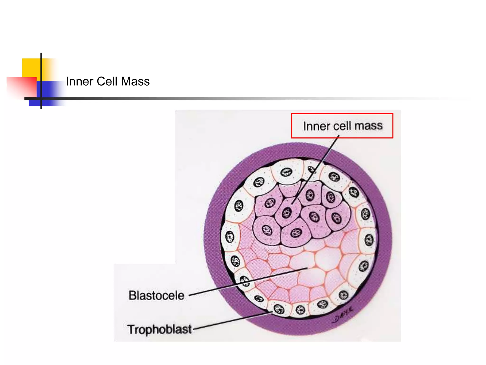 Basic Embryology.ppt.pptx