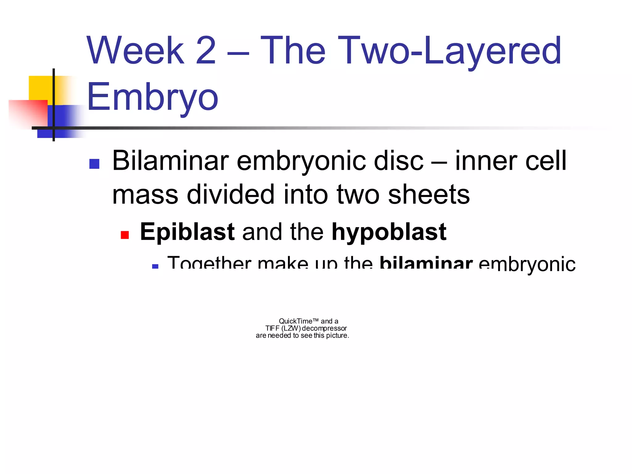 Basic Embryology.ppt.pptx