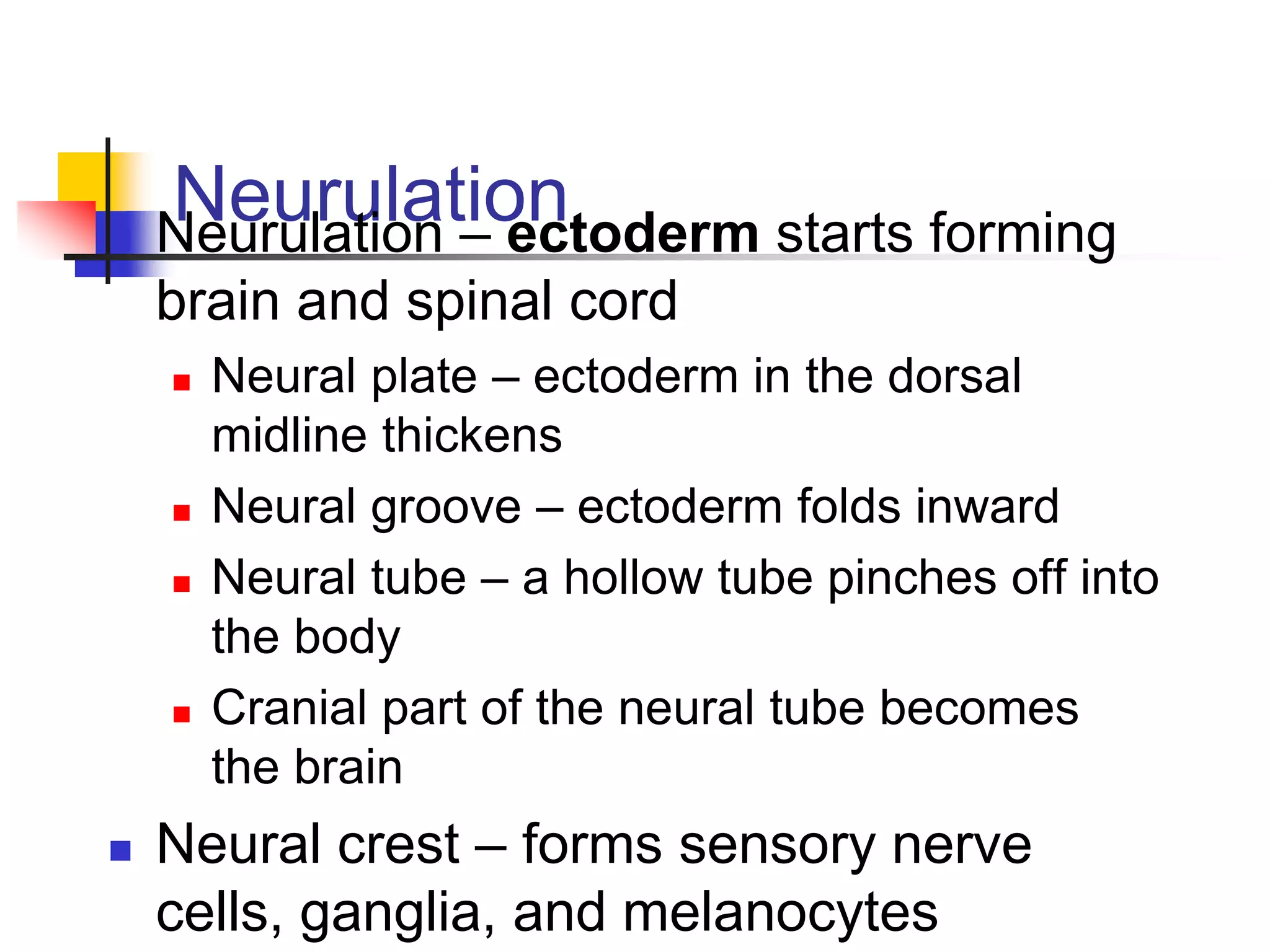 Basic Embryology.ppt.pptx