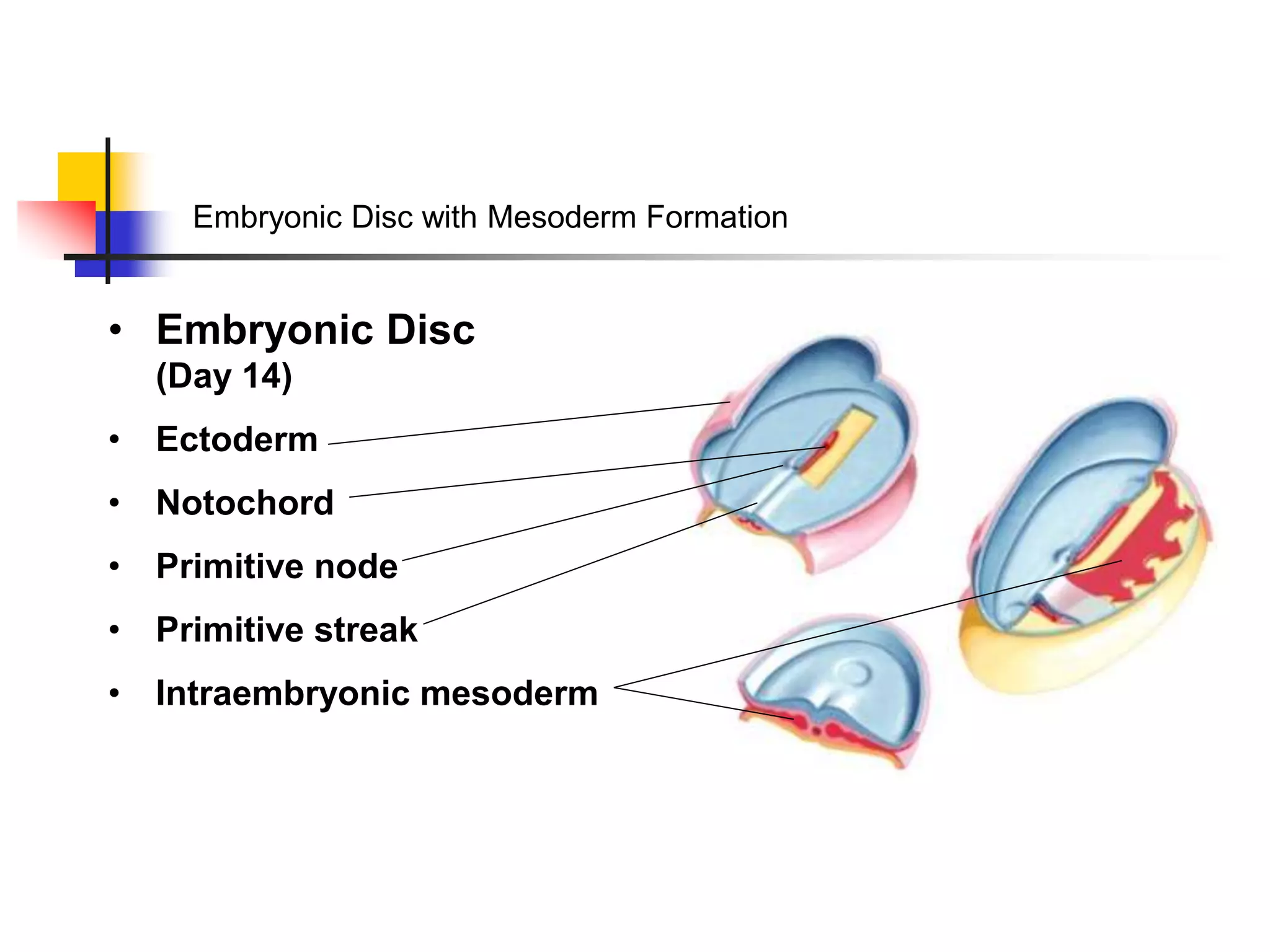 Basic Embryology.ppt.pptx