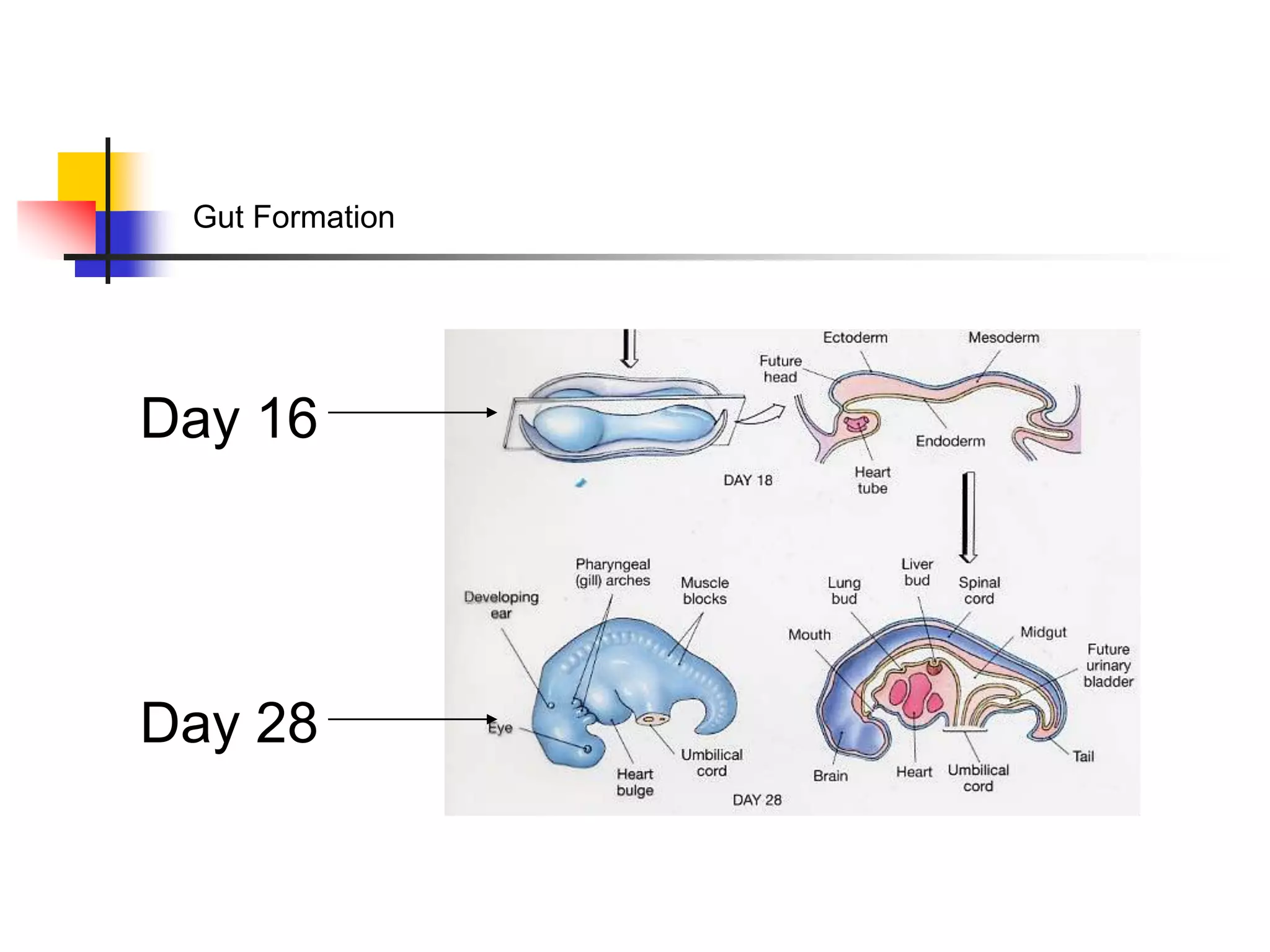 Basic Embryology.ppt.pptx