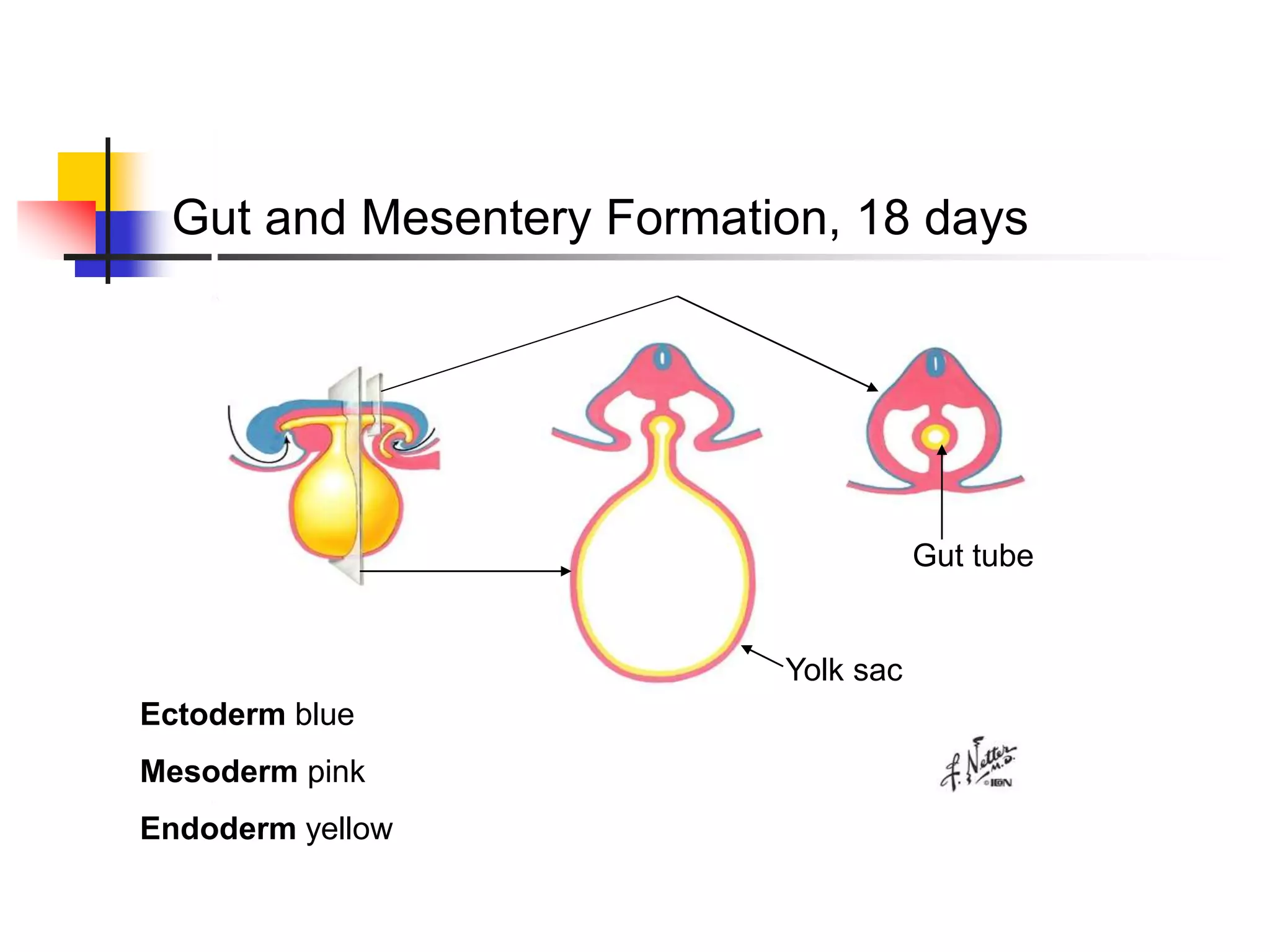 Basic Embryology.ppt.pptx
