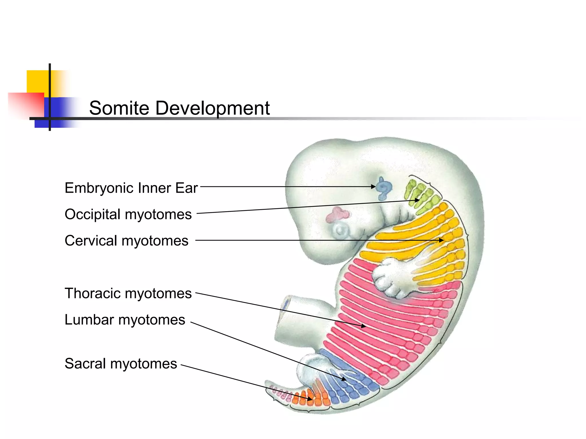 Basic Embryology.ppt.pptx