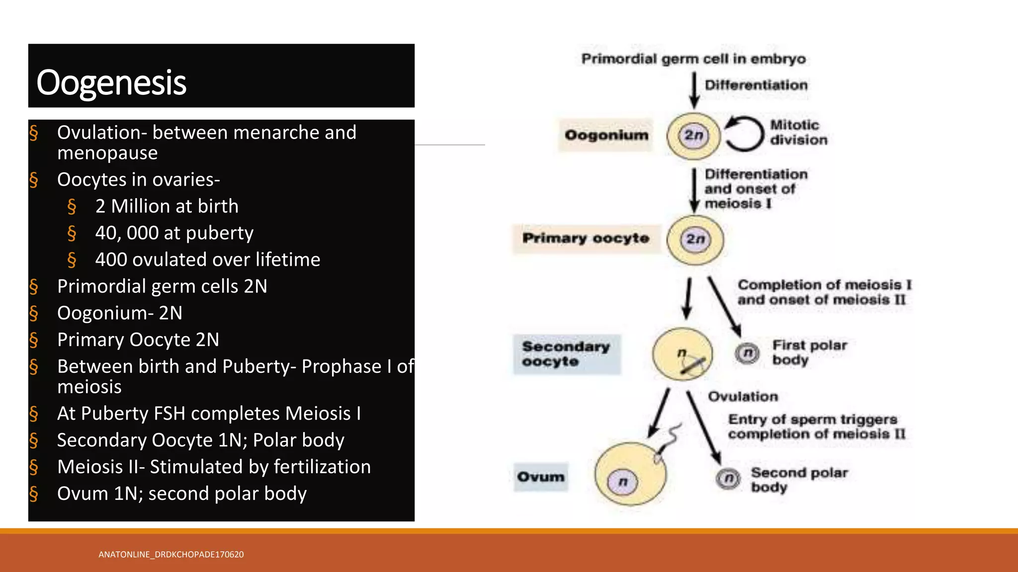 Basic embryology 1- Gametogenesis | PPTX