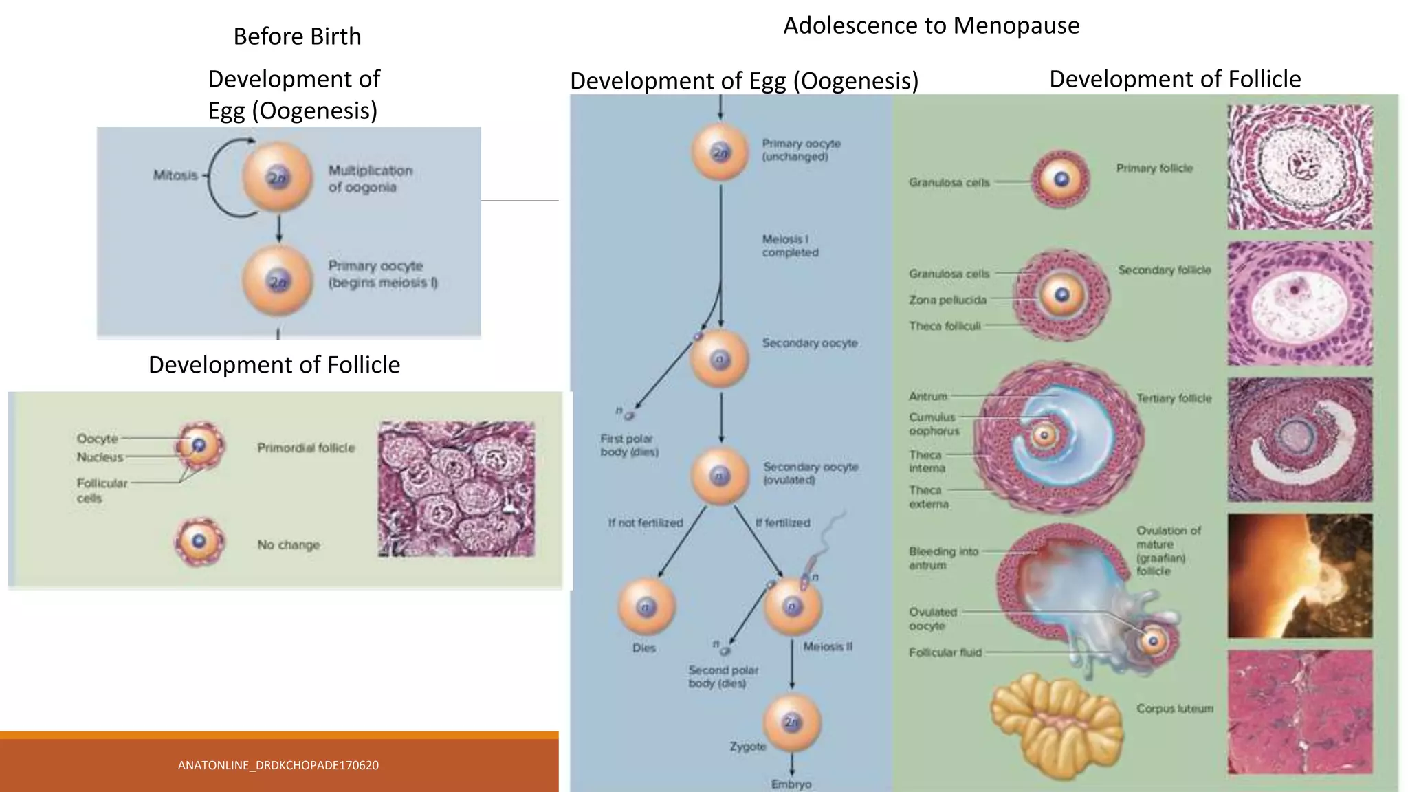 Basic embryology 1- Gametogenesis | PPTX