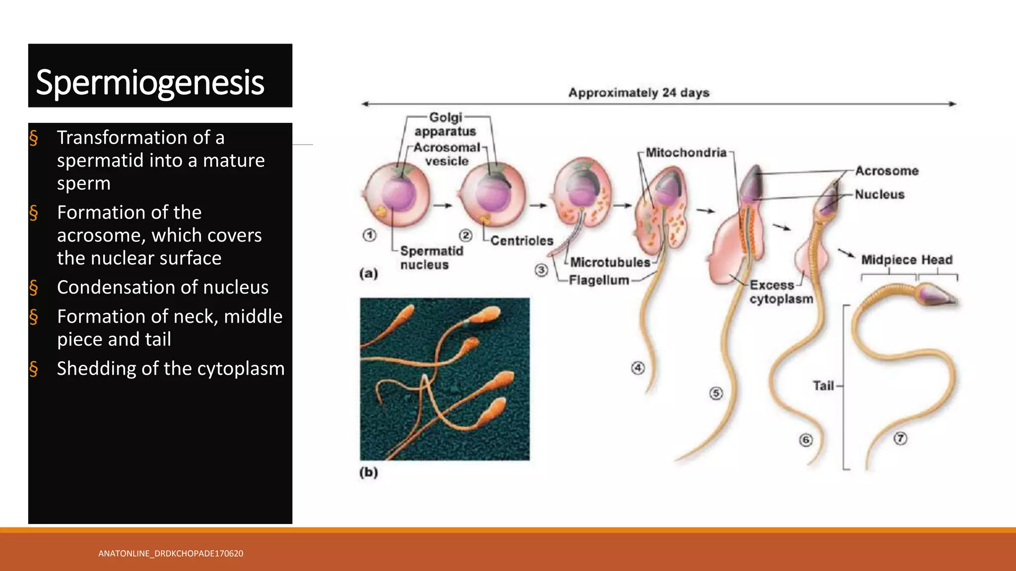 Basic embryology 1- Gametogenesis | PPTX