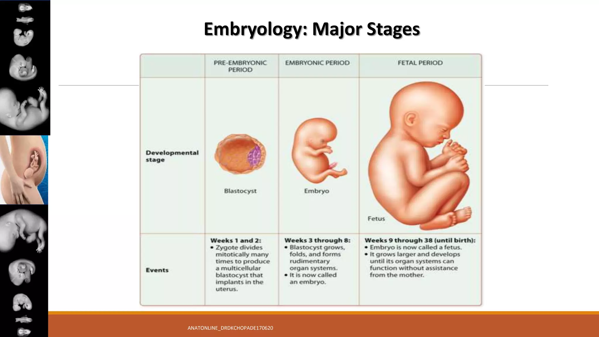 Basic embryology 1- Gametogenesis | PPTX