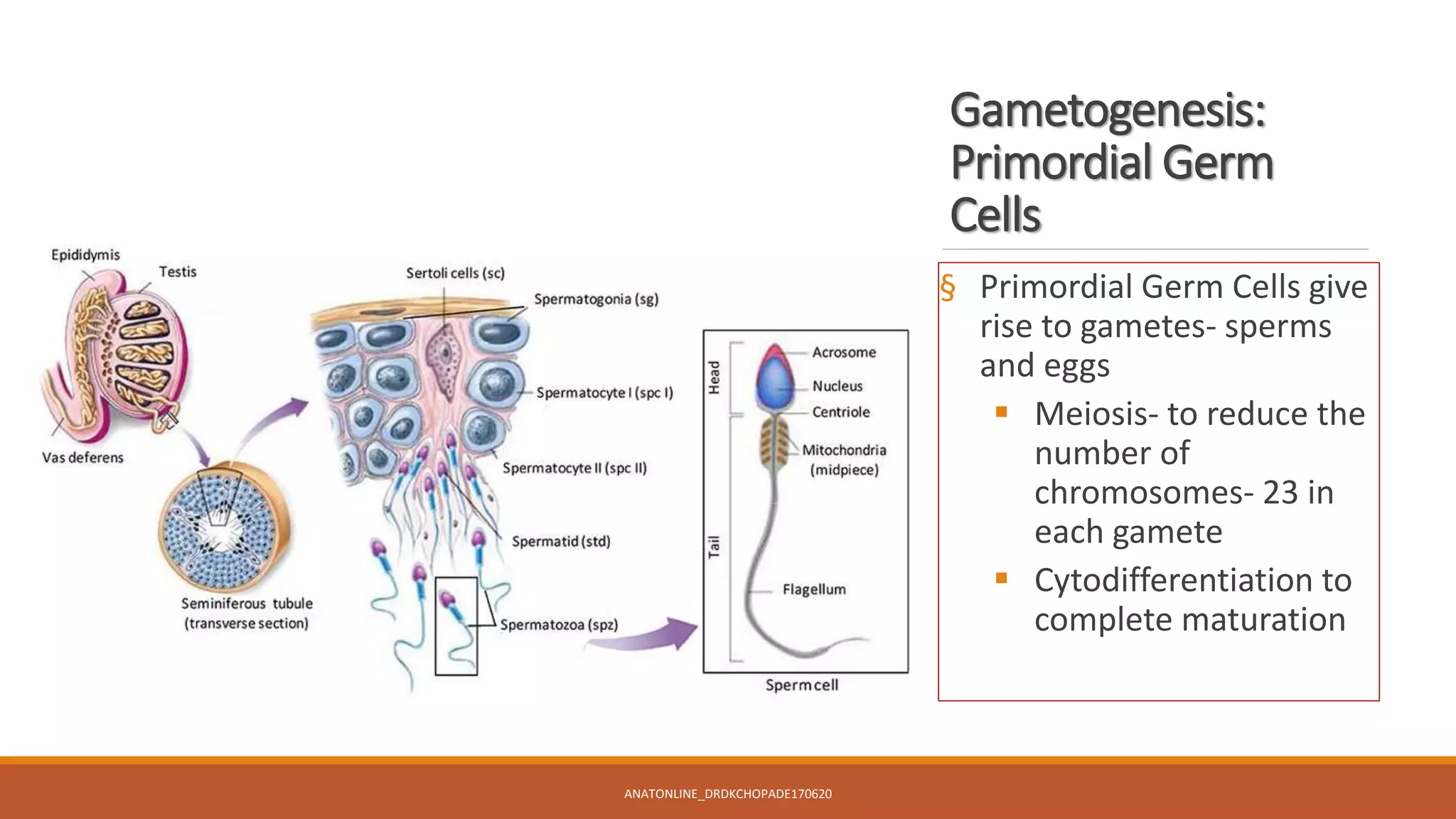 Basic embryology 1- Gametogenesis | PPTX