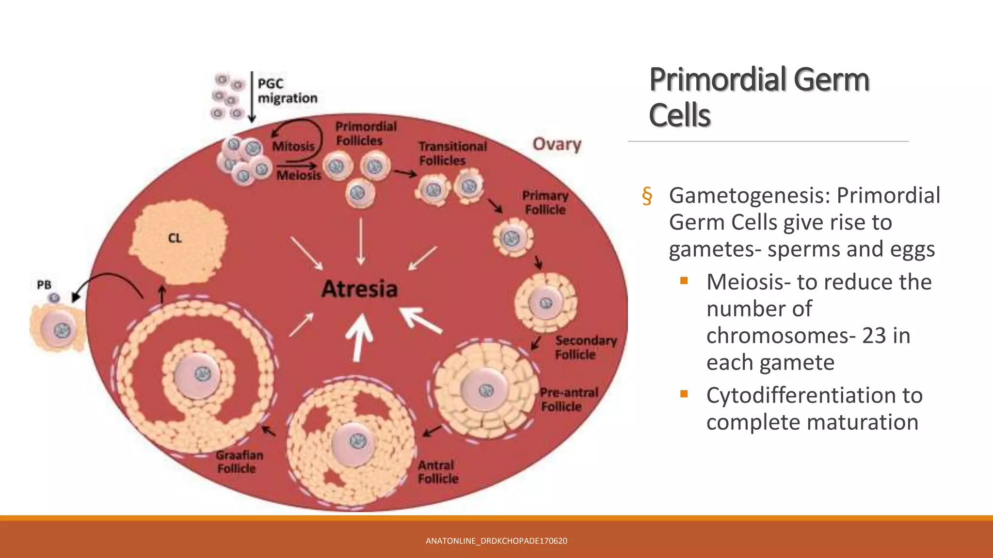 Basic embryology 1- Gametogenesis | PPTX