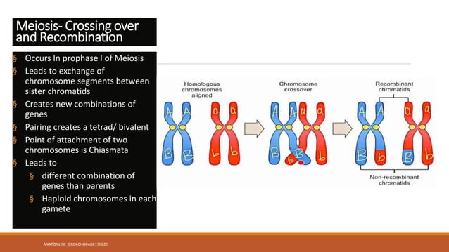 Basic embryology 1- Gametogenesis | PPTX | Pregnancy | Reproductive Health