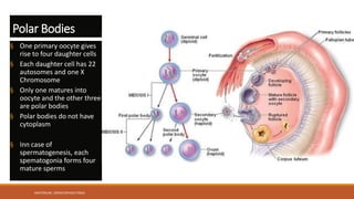 Basic embryology 1- Gametogenesis | PPTX