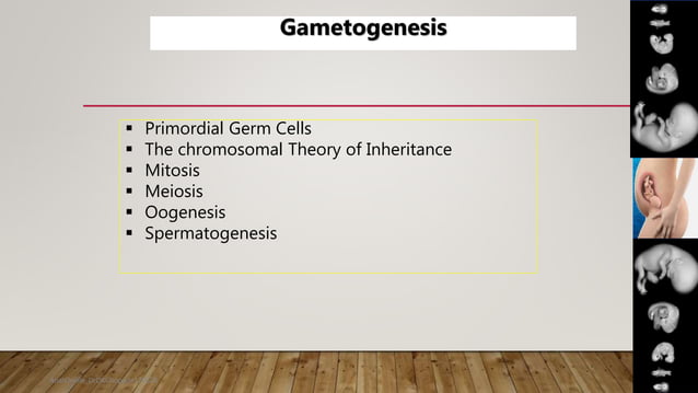 Basic embryology 1- Gametogenesis | PPTX | Pregnancy | Reproductive Health