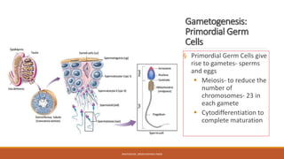 Basic embryology 1- Gametogenesis | PPTX