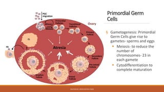 Basic embryology 1- Gametogenesis | PPTX