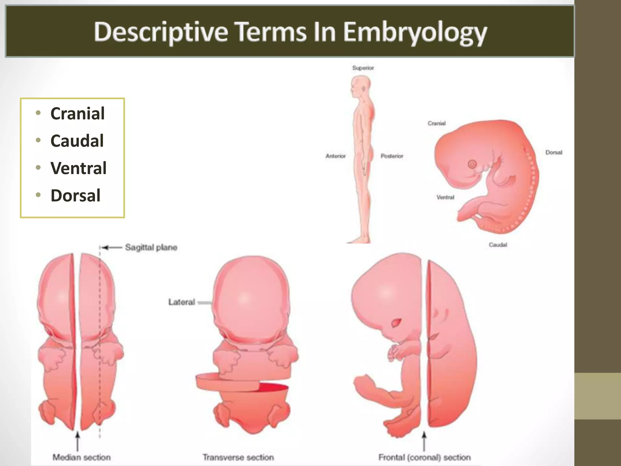 Basic Embryology(1).pdf