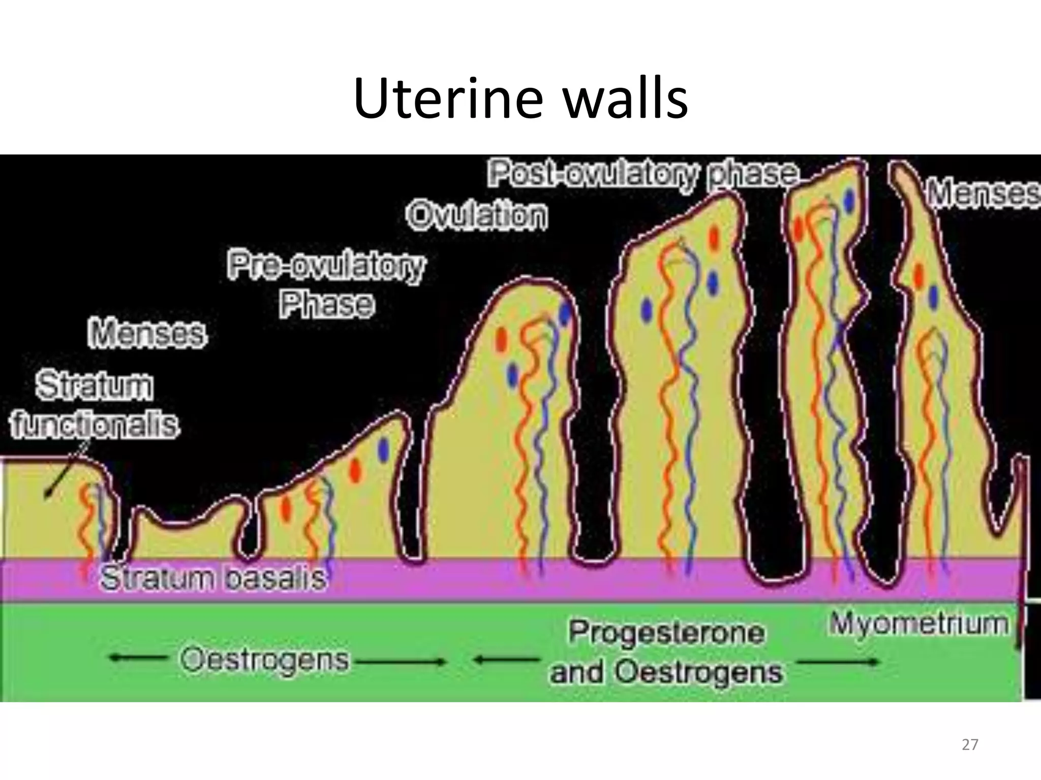 Basic Embryology(1).pdf