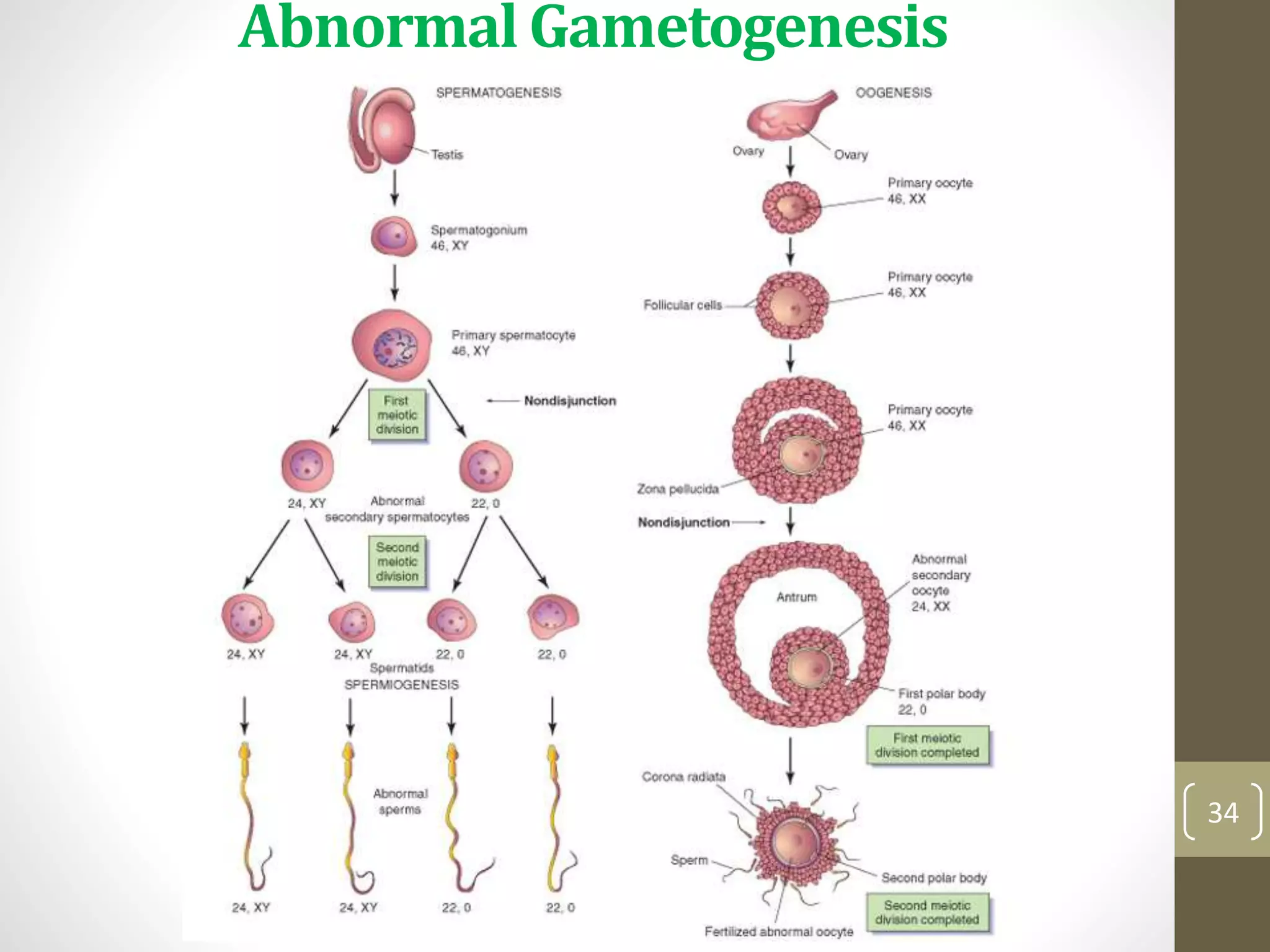 Basic Embryology(1).pdf
