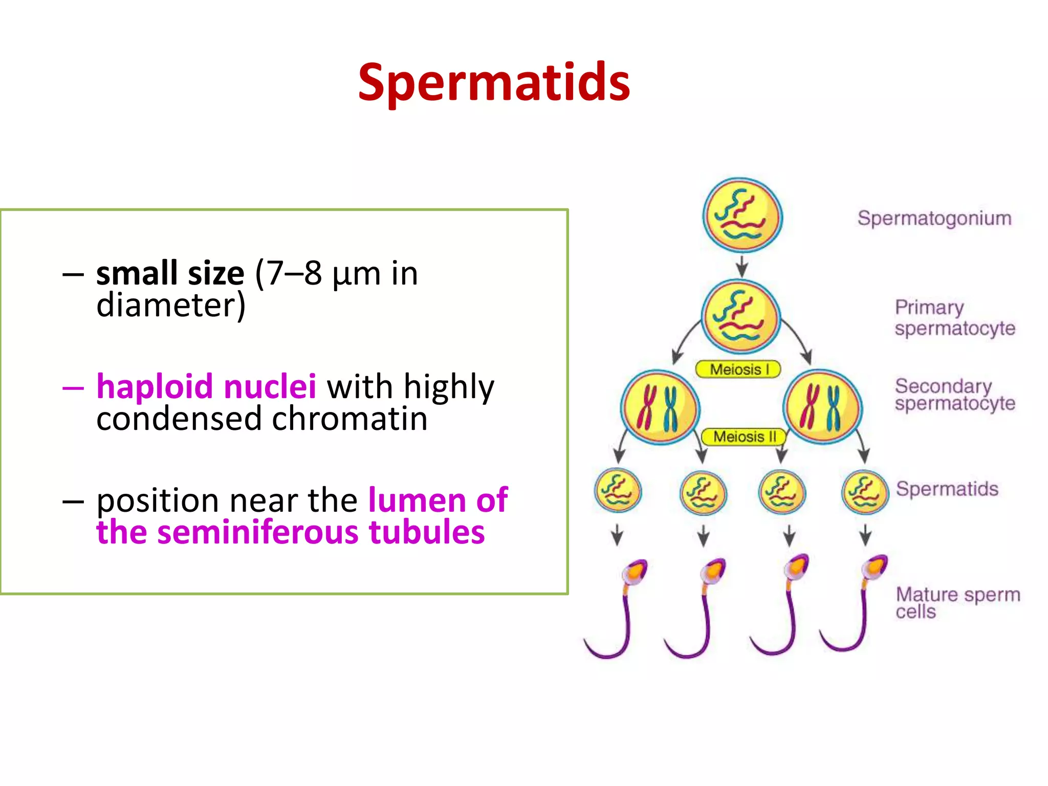 Basic Embryology(1).pdf