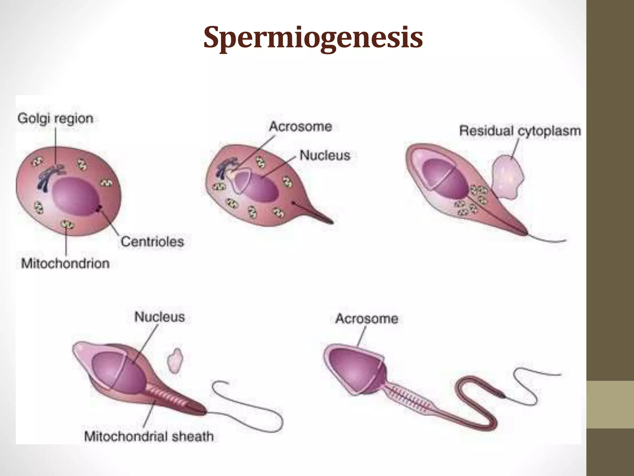 Basic Embryology(1).pdf