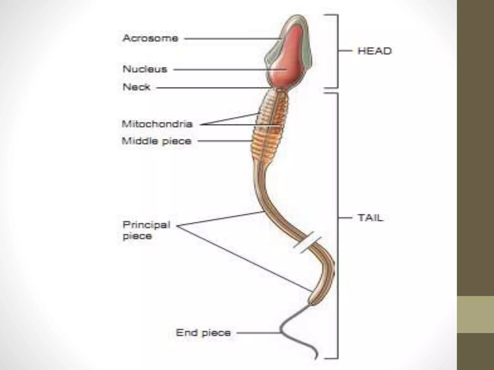 Basic Embryology(1).pdf
