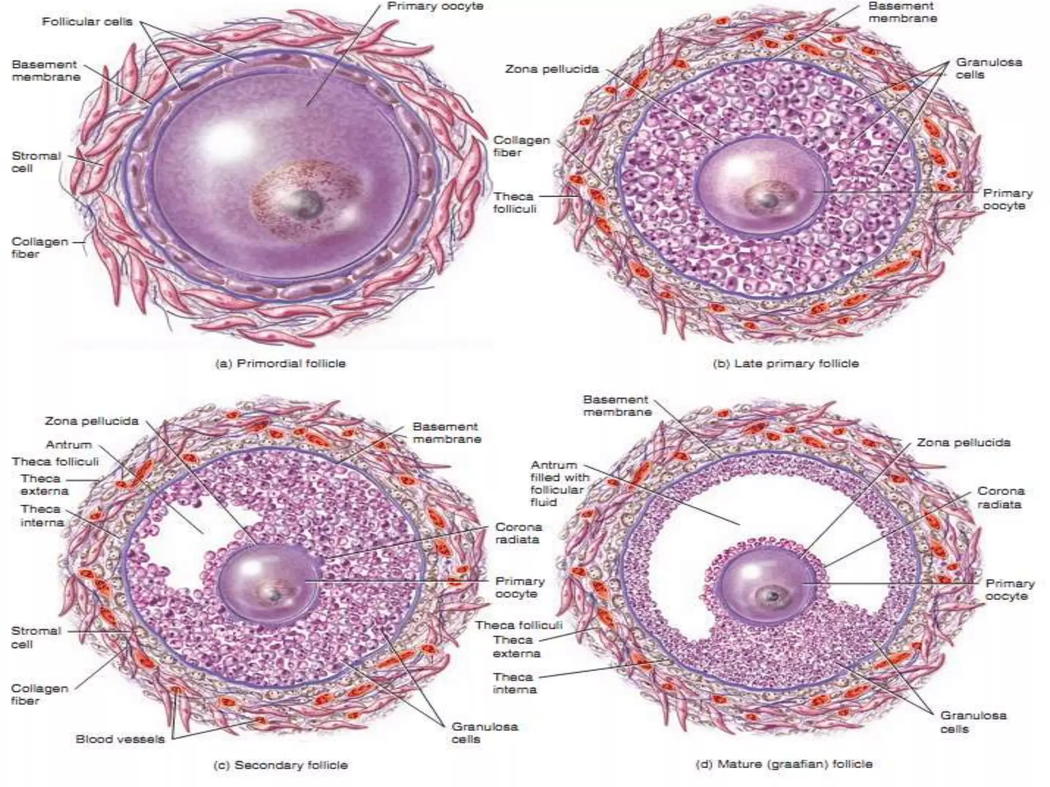 Basic Embryology(1).pdf