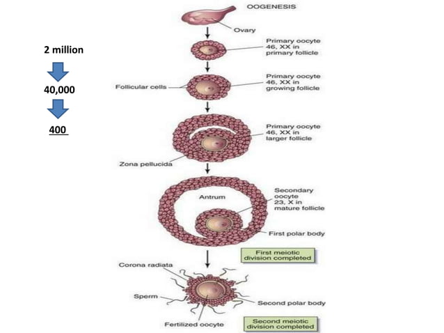 Basic Embryology(1).pdf
